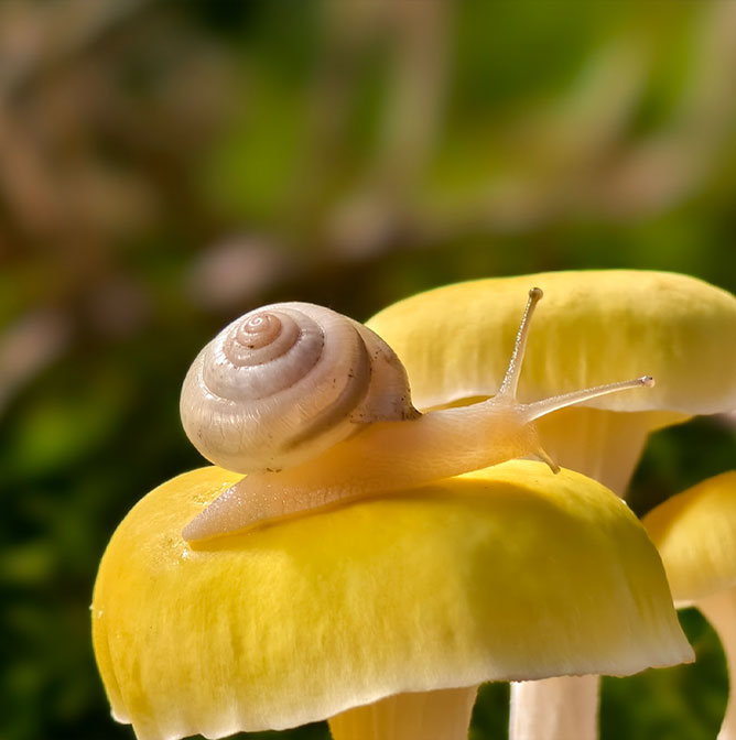 vivo X100 Pro-ZEISS 1-inch Main Camera+vivo V3 Chip | vivo Global