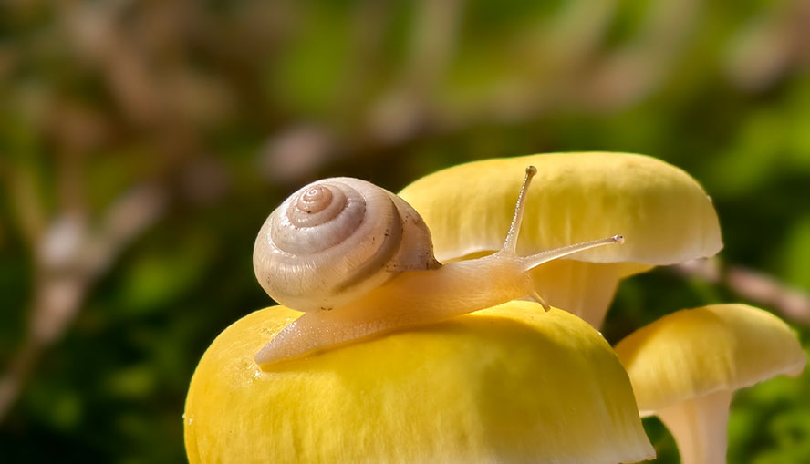 vivo X100 Pro-ZEISS 1-inch Main Camera+vivo V3 Chip | vivo Global