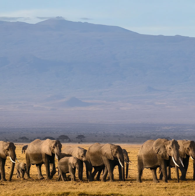 vivo X100 Pro-ZEISS 1-inch Main Camera+vivo V3 Chip | vivo Global