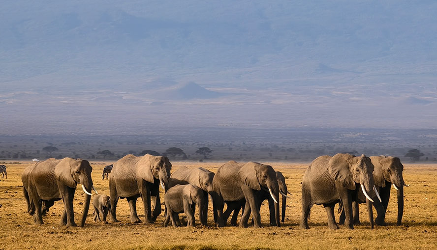 vivo X100 Pro-ZEISS 1-inch Main Camera+vivo V3 Chip | vivo Global